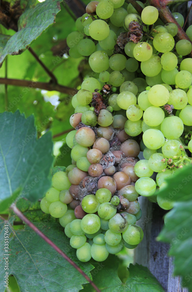 Grape disease. Gray rot on the grape. Berries are infected with mold ...