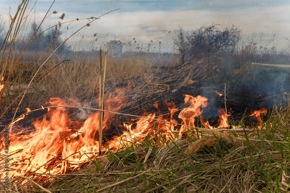 Burning reeds. Nature fire landscape. Devastation of wildlife, human ...