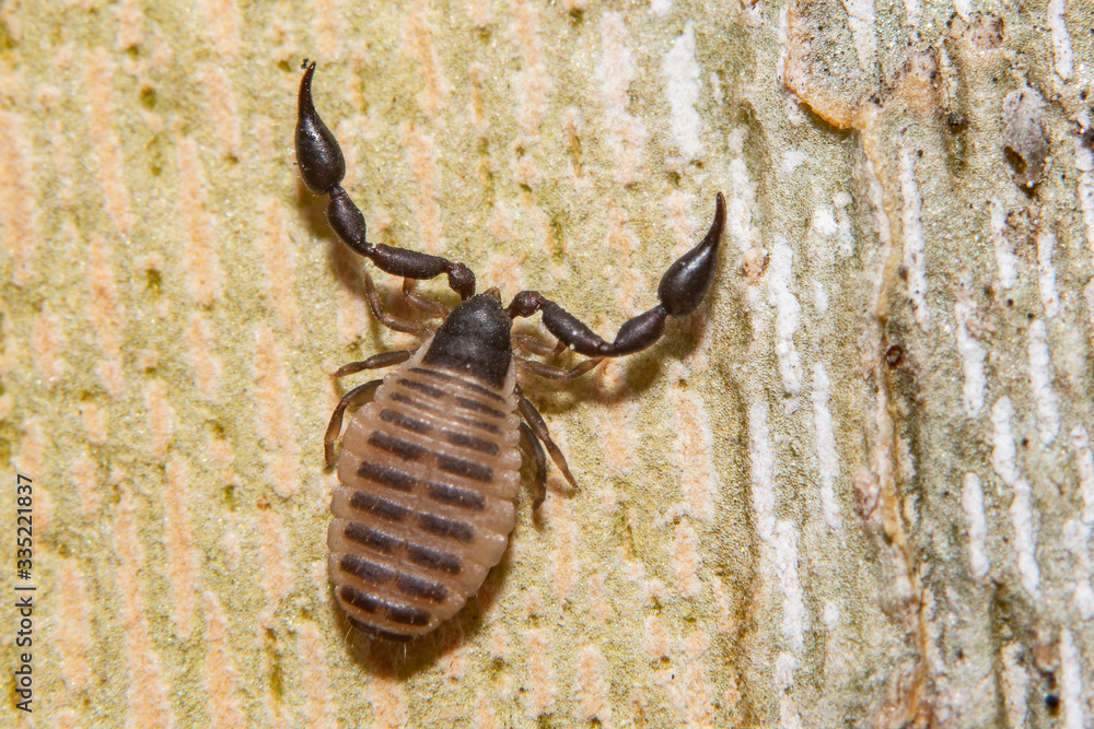 Extreme close-up macro photography of a pseudo scorpion. Clean view of ...