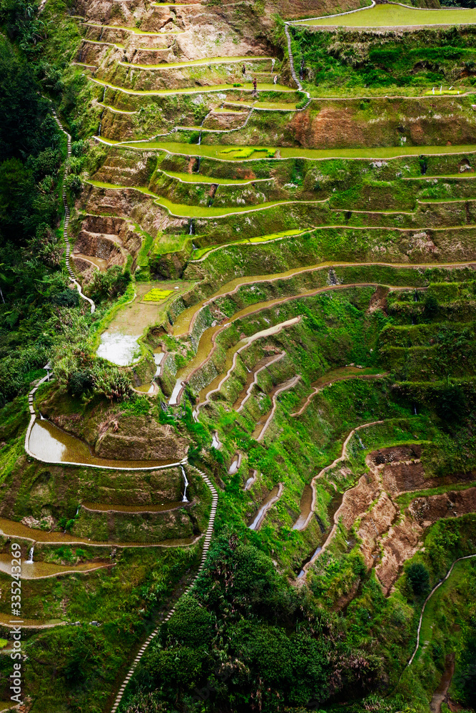 rice field terrace in the area of banaue,in Philippines Stock Photo ...