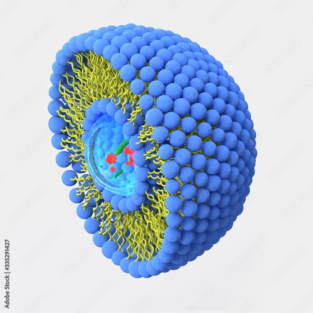 Structure of liposome, phospholipid, micelle, 3d render Stock ...