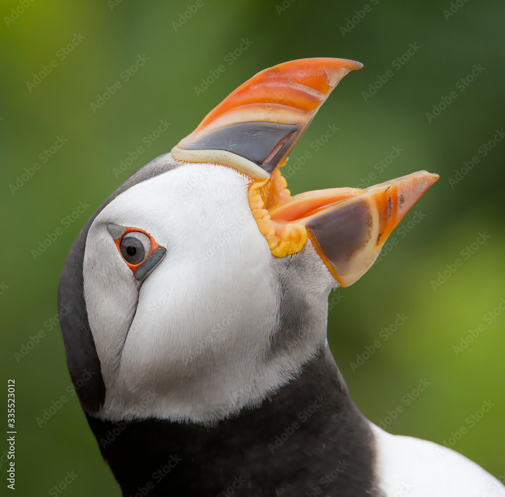 Puffin With Beak Open Warning Other Puffins With A Threat Pose. Taken ...