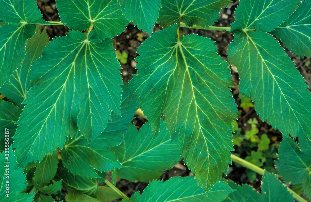 Angélique officinale, Angelica archangelica Stock Photo | Adobe Stock