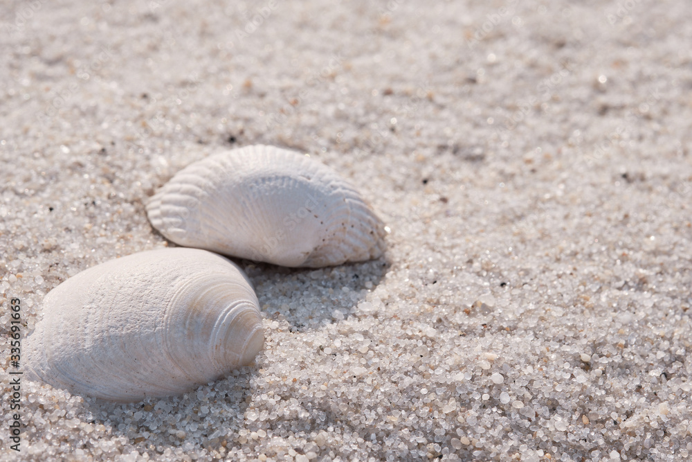 Bright and Airy image of Atlantic surf-clam shells laying in the sands ...