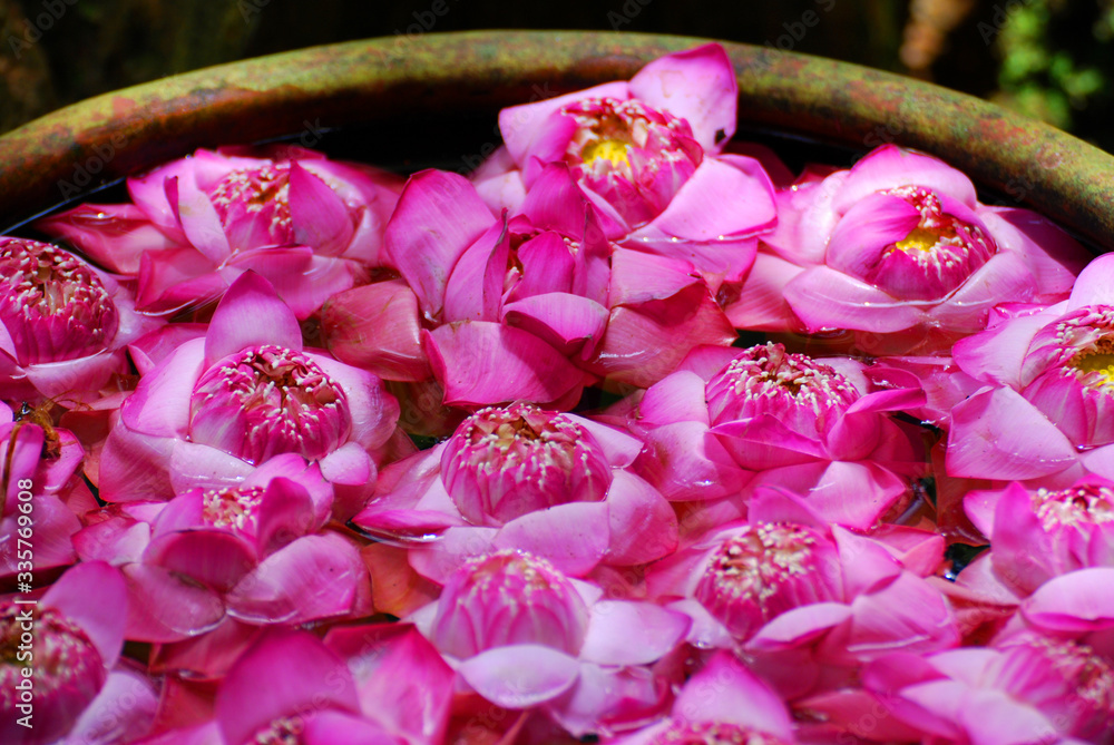 Nature scene of Blooming Violet Lotus flower floating on the water in ...