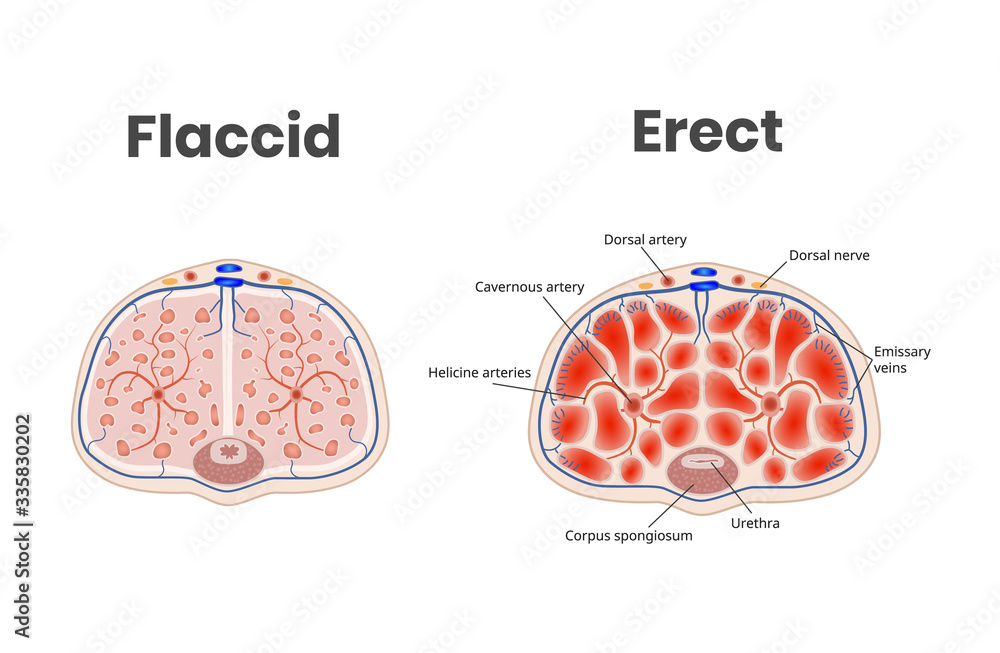 Flaccid And Erect Penis Anatomy Stock Vector Adobe Stock 2644