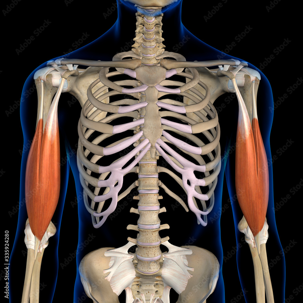 Biceps Brachii Muscles Isolated in Anterior View Human Anatomy on Black ...