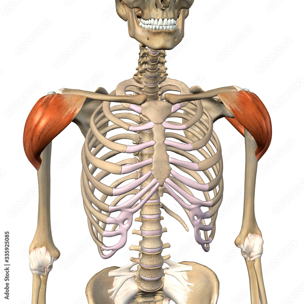 Deltoid Muscles Isolated in Anterior View Anatomy on White Background ...