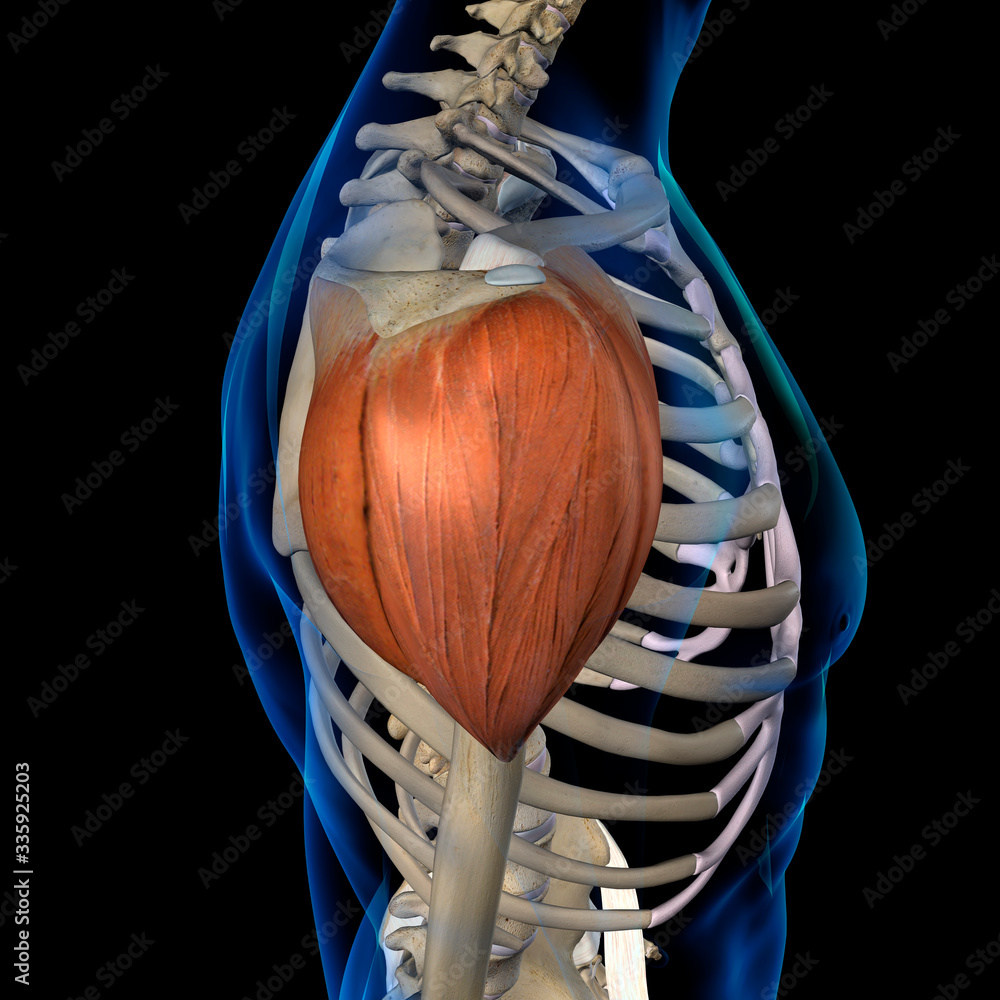 Deltoid Muscle Isolated in Lateral View Human Anatomy on Black ...