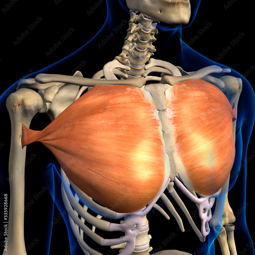 Ilustración de Stock Pectoralis Major Muscles Isolated in Anterior View ...