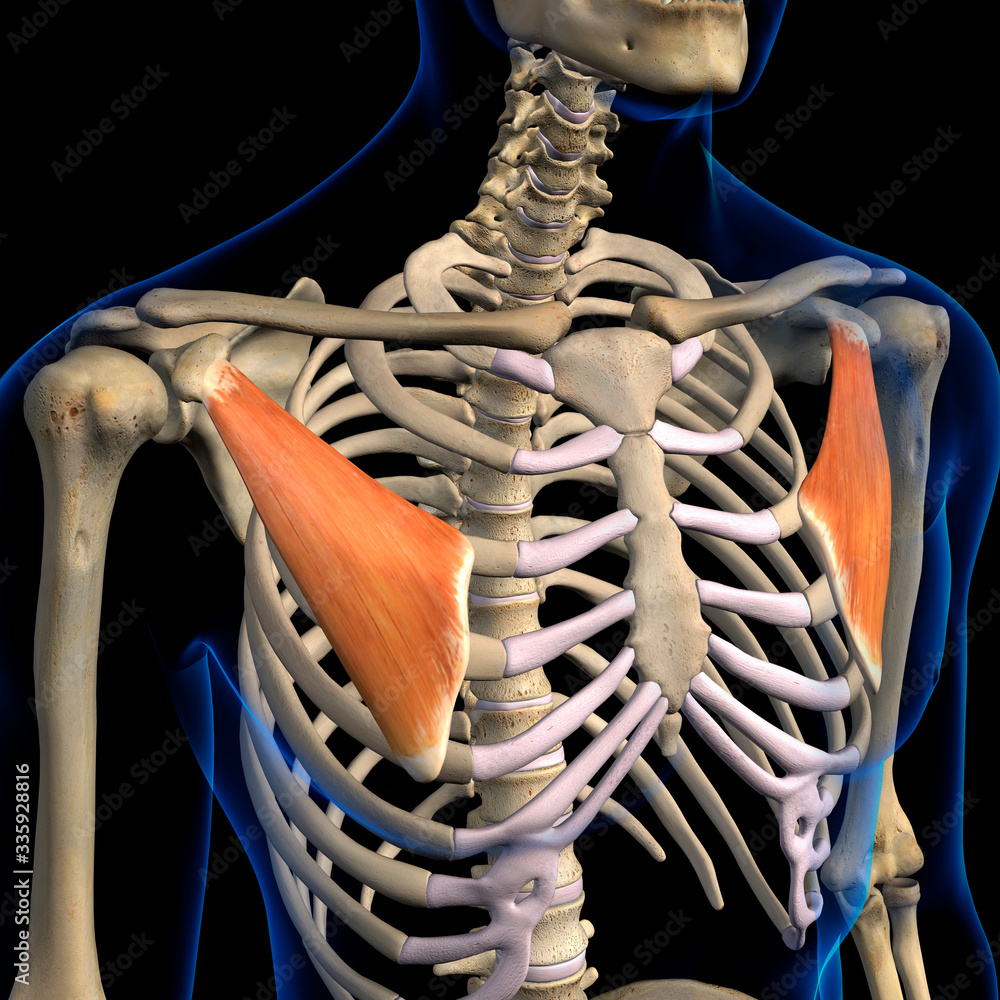 Pectoralis Minor Muscles Isolated in Anterior View Anatomy on Black ...