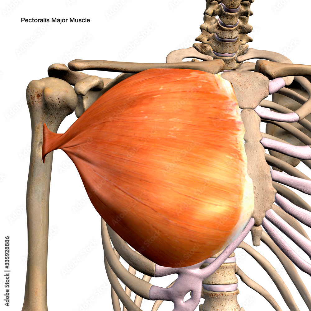 Pectoralis Major Muscle Isolated in Anterior View Labeled Anatomy on ...
