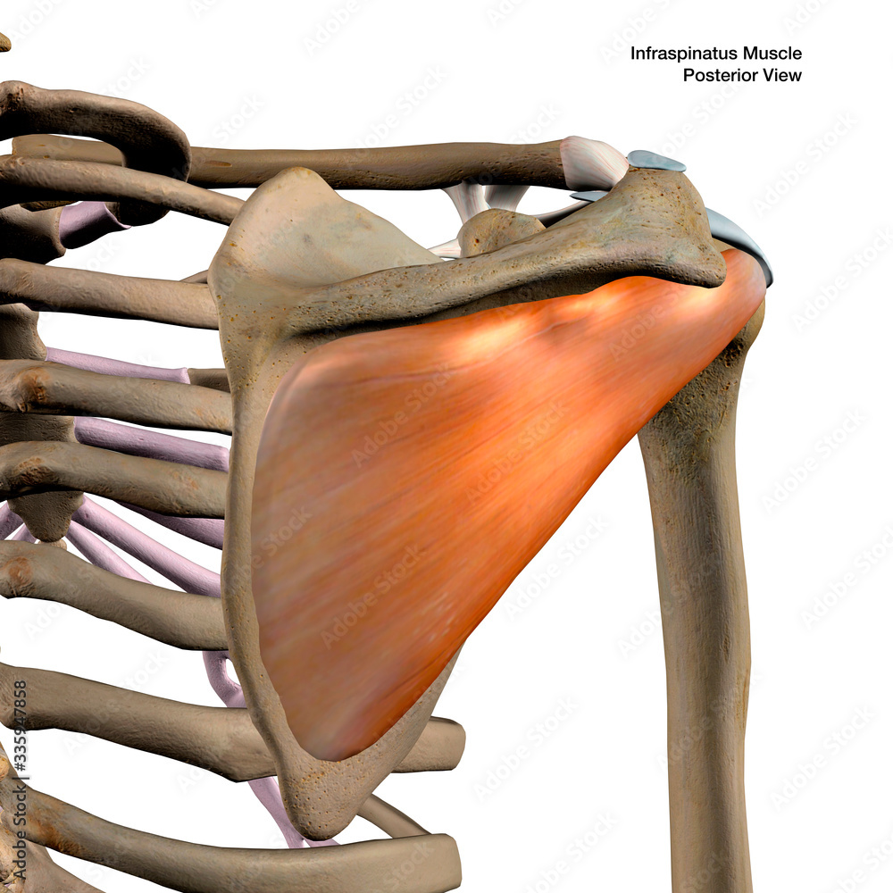 Infraspinatus Muscle Isolated in Posterior View Labeled Human Anatomy ...