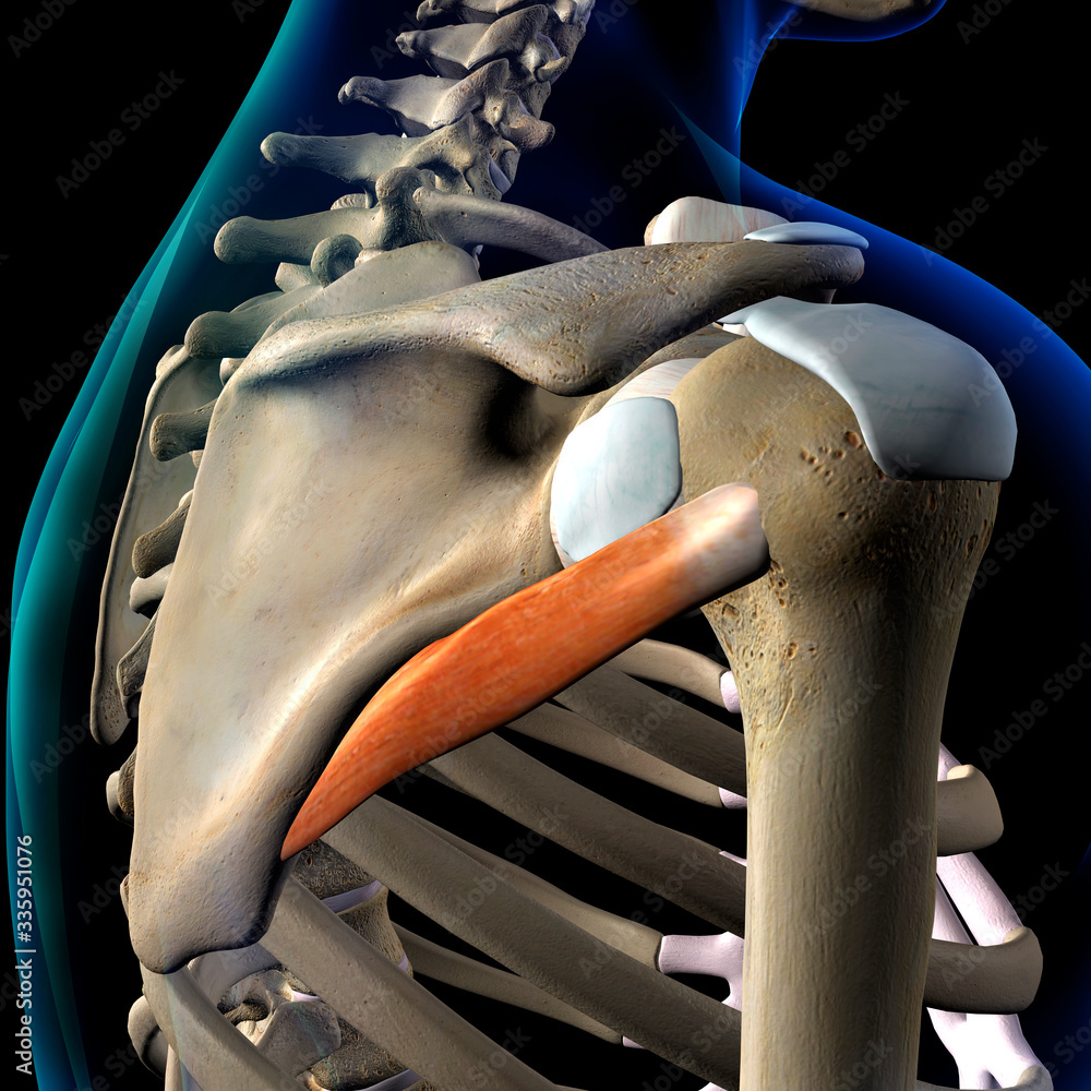 Ilustración de Stock Teres Minor Muscle Isolated in Posterior View ...
