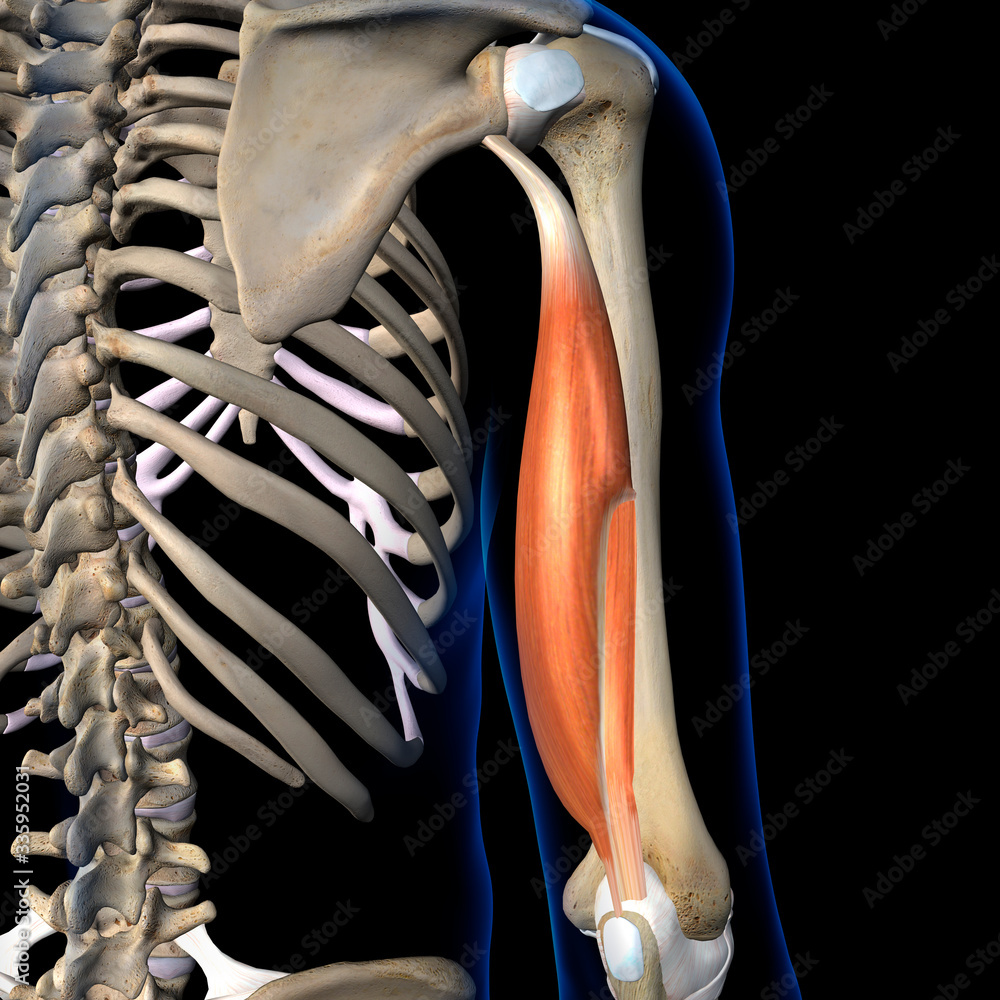 Ilustración de Stock Triceps Brachii Muscle Isolated in Posterior View ...