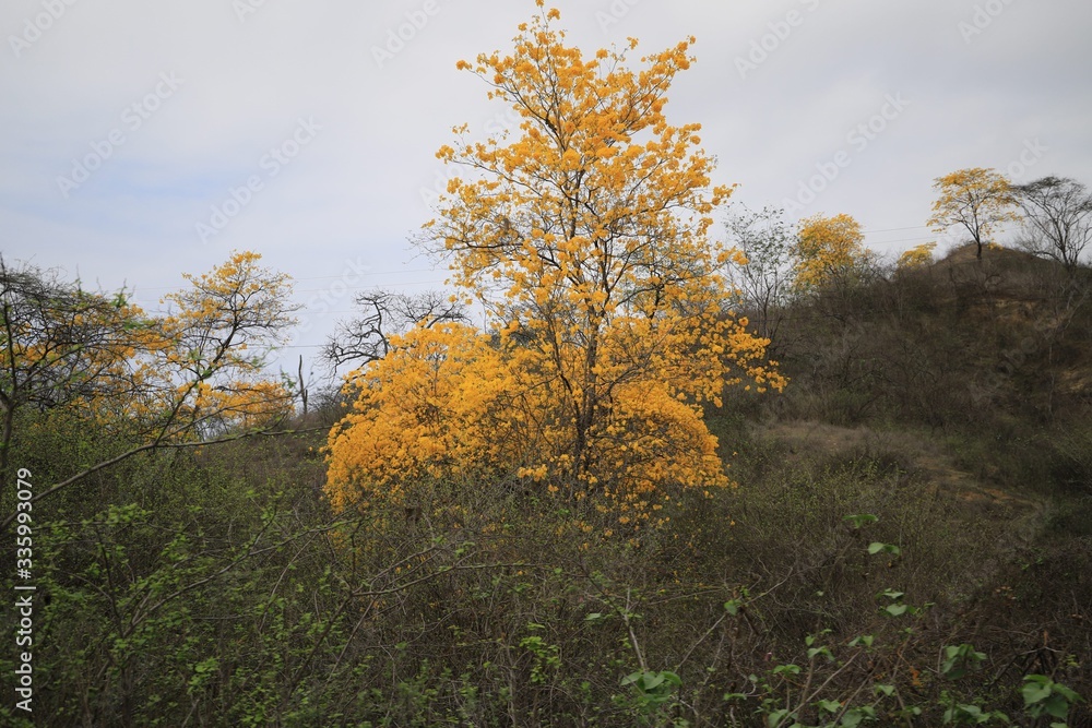 Tabebuia Chrysantha, Handroanthus chrysanthus, araguaney, guayacan ...