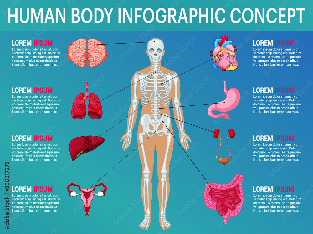 Human body internal organs, Medical human anatomy Infographic concept isolated on Blue ...