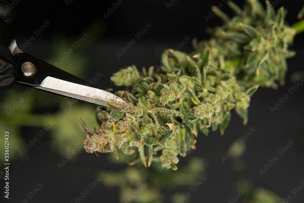 Trim before drying. Growers trim cannabis buds. Harvest weed time has ...