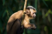 Capuchin Monkey Free Stock Photo - Public Domain Pictures