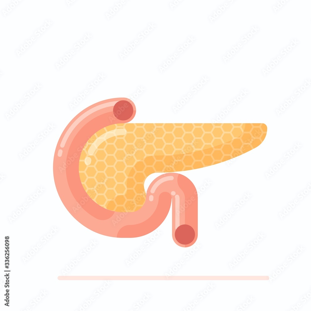 Anatomy of human pancreas, flat design vector illustration, cartoon ...
