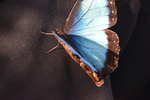 Morpho Butterfly Free Stock Photo - Public Domain Pictures