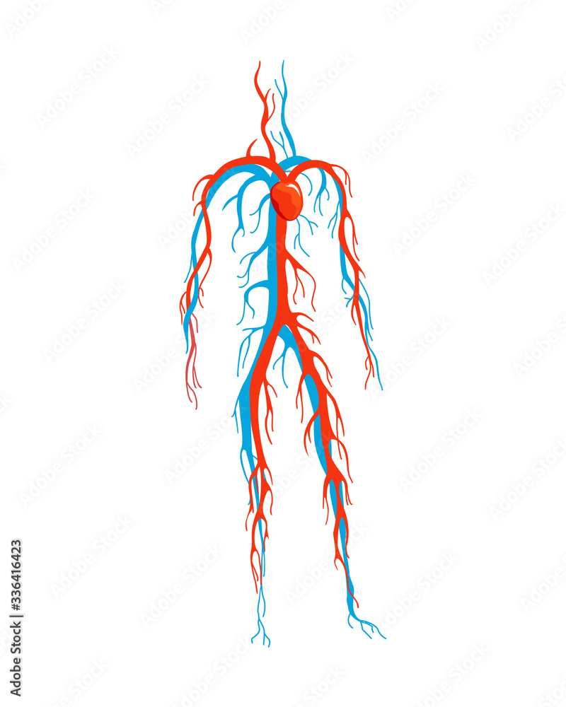 Male circulatory system. Vector illustration of blood circulation in ...