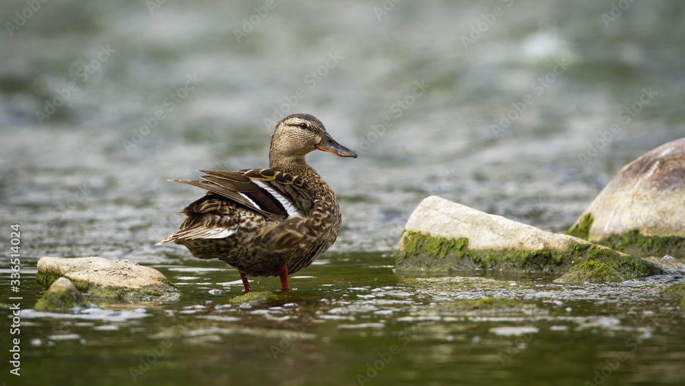 Alert mallard, anas platyrhynchos, hen looking behind while standing in ...