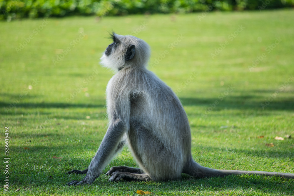 Gray langur, also called Hanuman langur is a genus of Old World monkeys ...