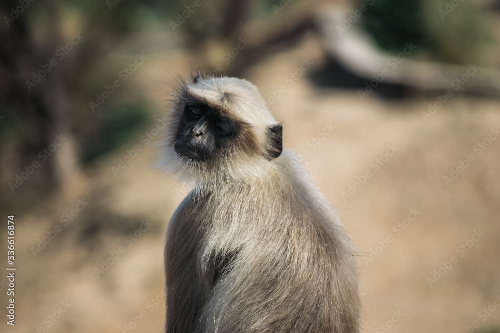Gray langur, also called Hanuman langur is a genus of Old World monkeys ...