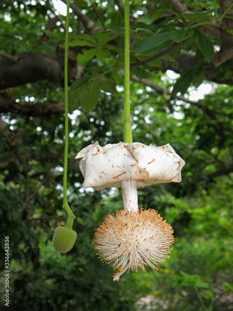 Baobab (Adansonia digitata) flower and fruit detail. African baobab is ...