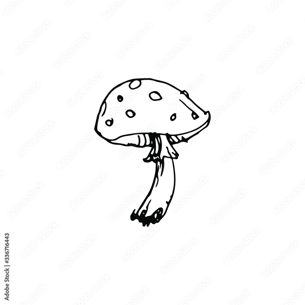 Mushroom poison, fly agaric, amanita. Hand drawn inking, vintage ...