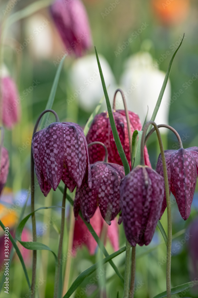 Snake's head fritillary flowers growing wild in the grass, photographed ...