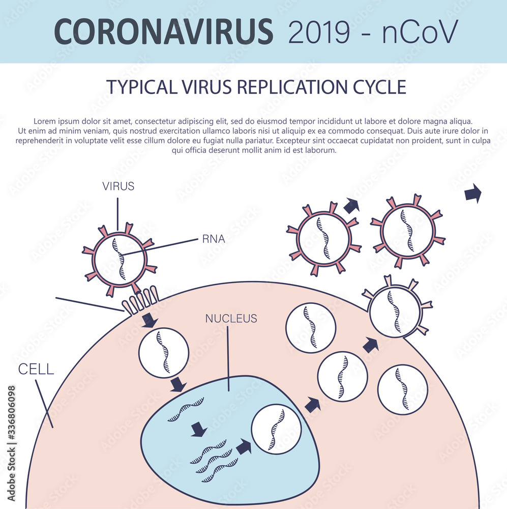 Typical virus replication cycle. Coronavirus 2019-nCoV infographic ...