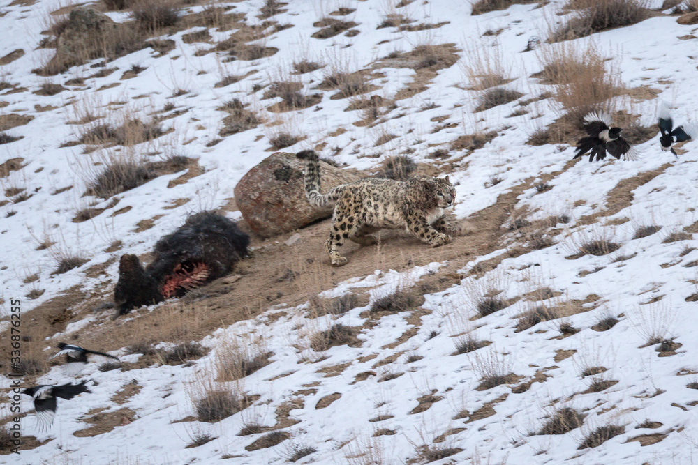A snow leopard, Panthera uncia, with wounded eye, guarding a livestock ...