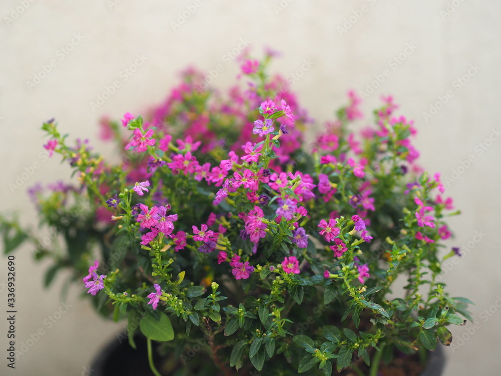 False heather, Elfin herb, Scientific name Cuphea hyssopifola, Pink ...