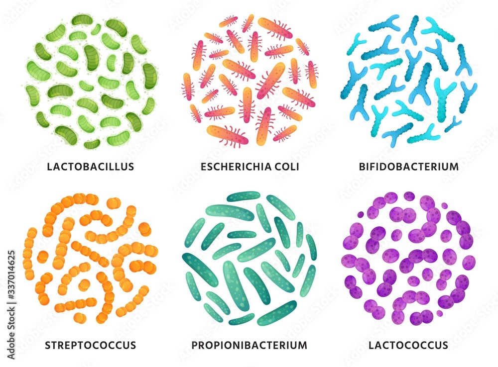 Probiotics. Lactobacillus, bifidobacterium and lactococcus probiotic bacteria in circle. Good ...
