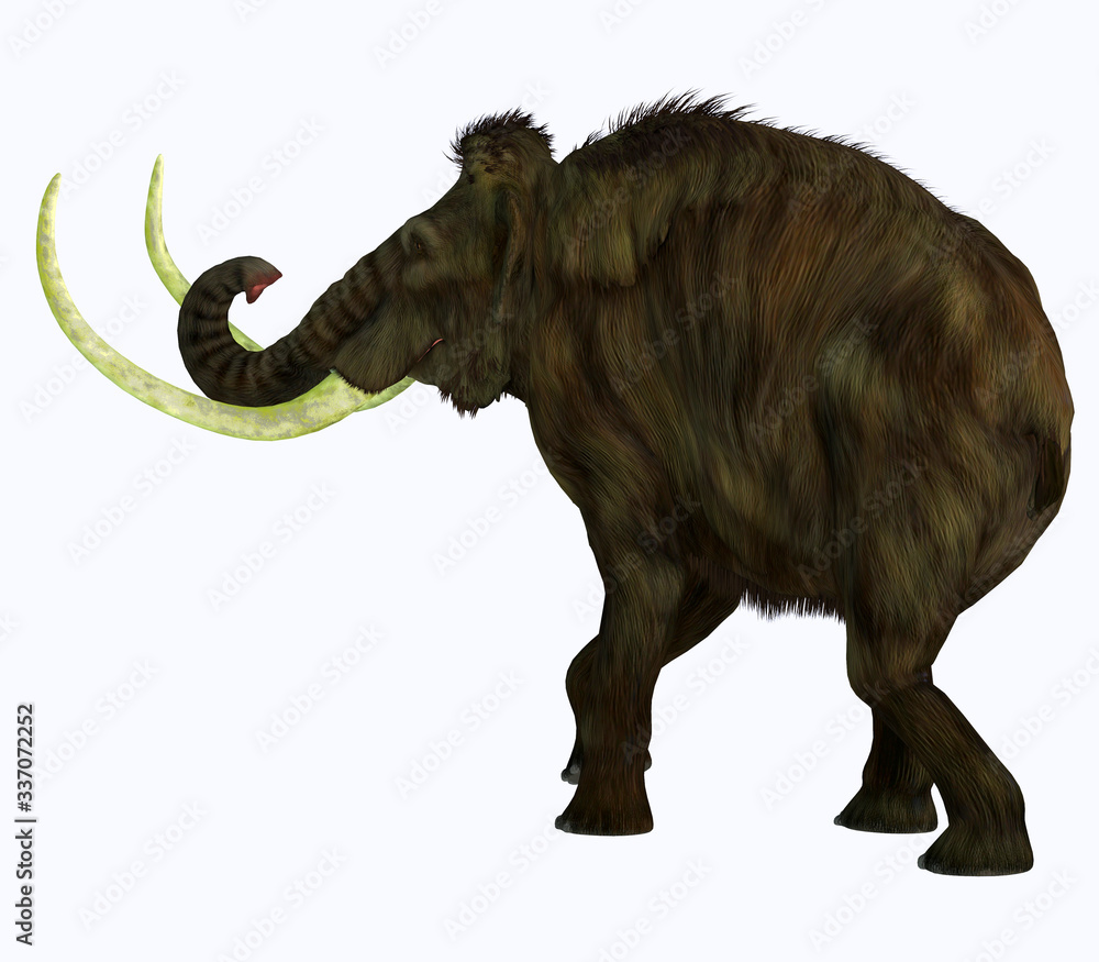 Woolly Mammoth Tail - The Woolly Mammoth was a herbivorous elephant ...
