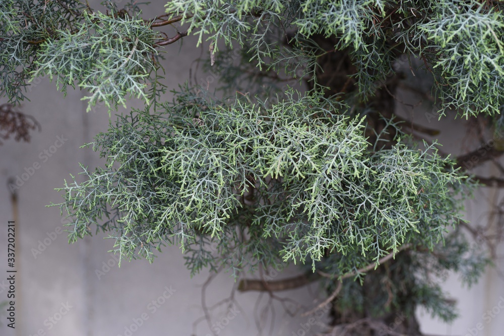 Arizona cypress (Cupressus arizonica) 'Blue Ice' / Cupressaceae ...