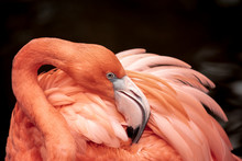 Flamingos Free Stock Photo - Public Domain Pictures