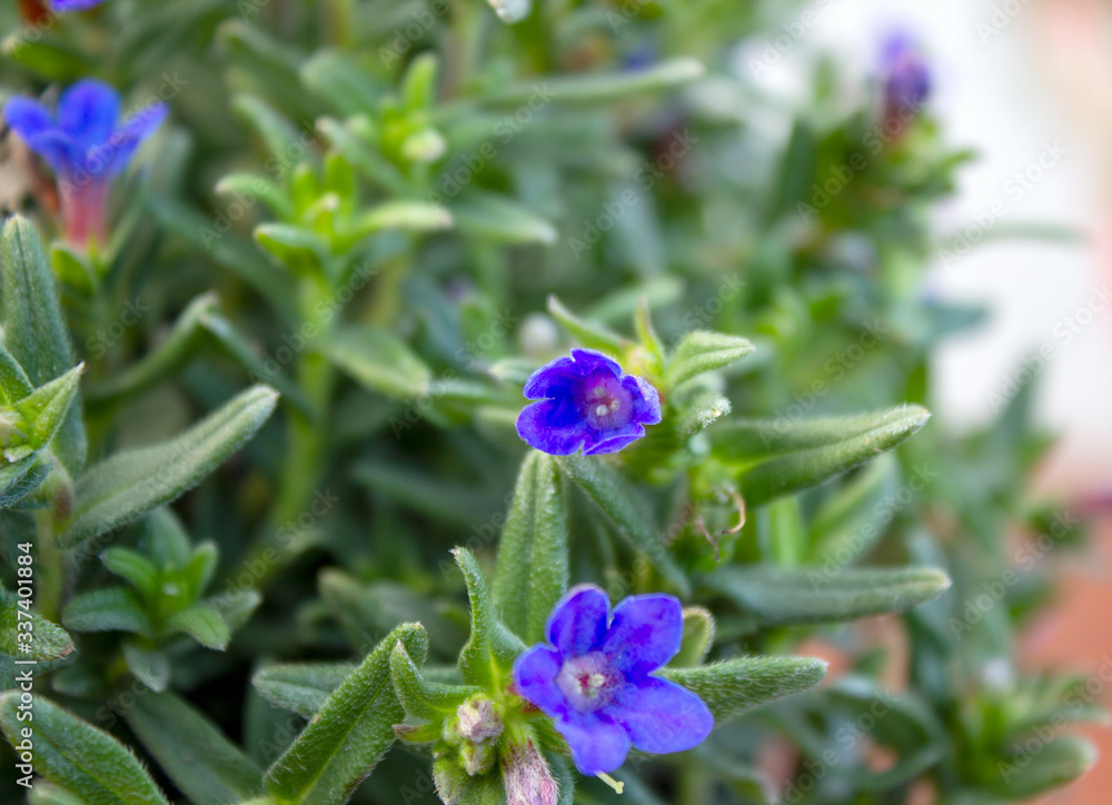Lithodora diffusa, the purple gromwell, syn. Lithospermum diffusa, is a ...