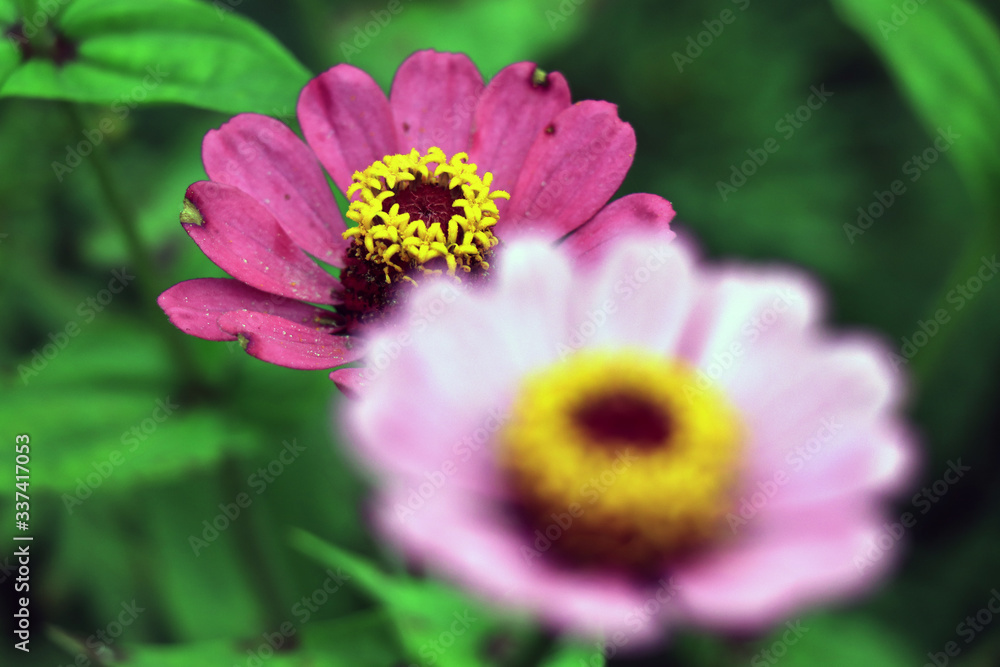 Pink Zinnia is elegantly bathed in the sunshine of a summer day. Zine ...