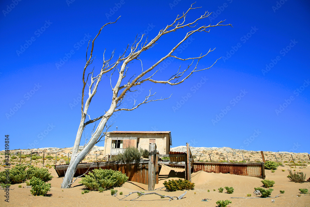 Abandoned house and dead tree in Kolmanskop ghost town in Namibia with ...