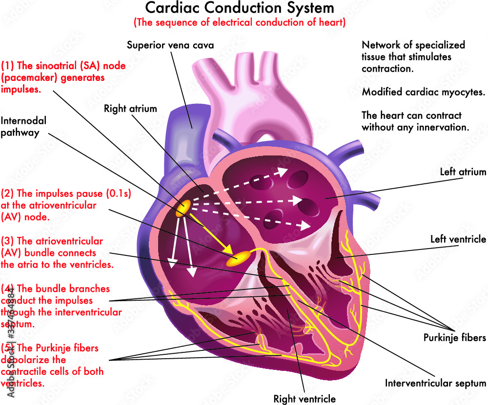 Diagram of Cardiac Conducting System (the sequence of electrical ...