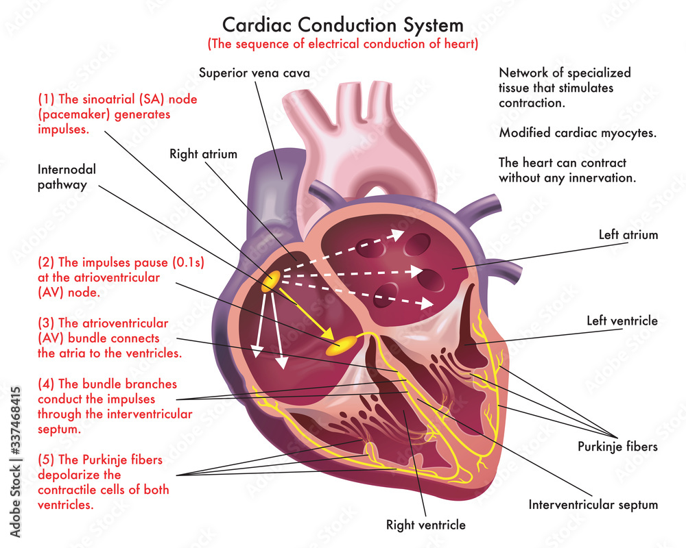 Diagram of Cardiac Conduction System (the sequence of electrical ...