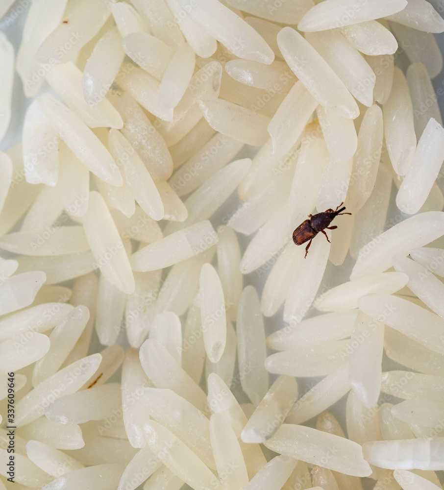 Jasmine rice grains close up with rice weevil pest or Sitophilus oryzae ...