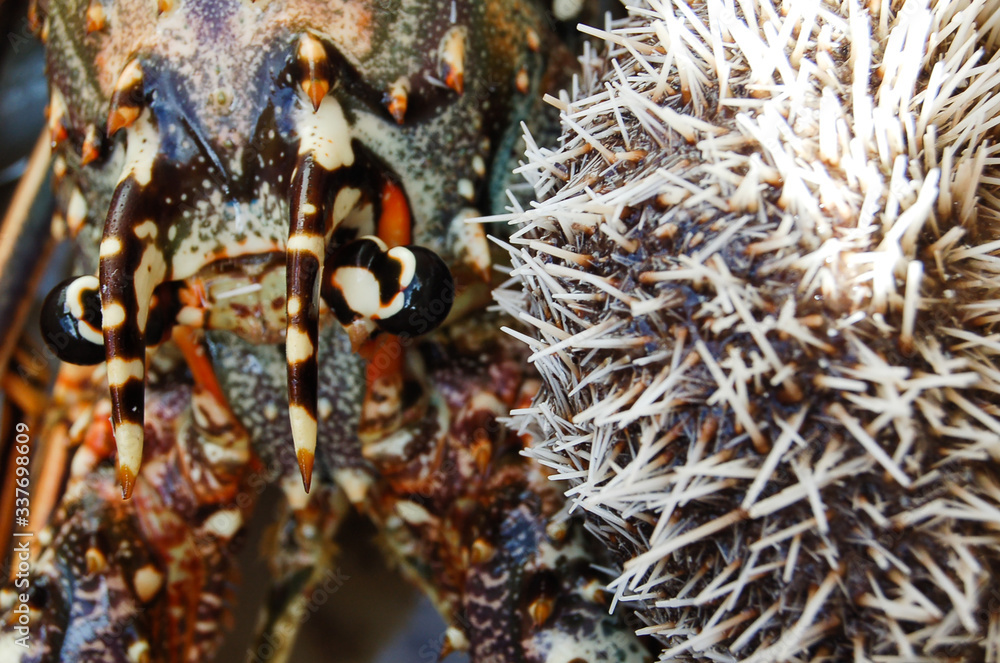 Spiny lobster head against the background of a sea urchin in the Gulf ...