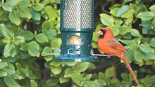Northern Cardinal On Feeder In Fall Free Stock Photo - Public Domain Pictures