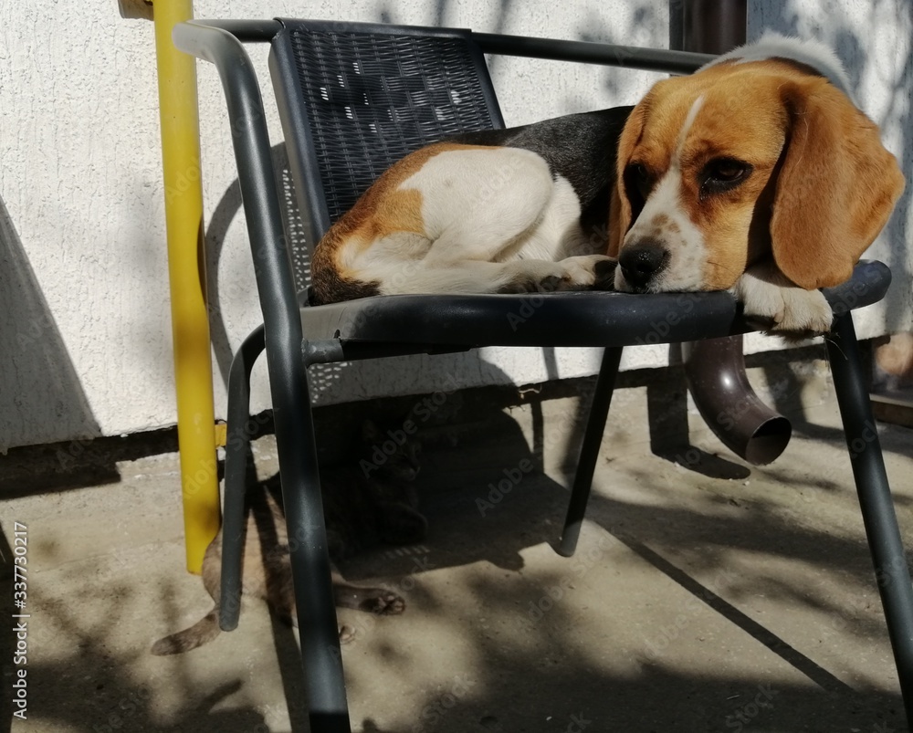 Roxy the two years old beagle loves to rest in the chair while Cinege ...