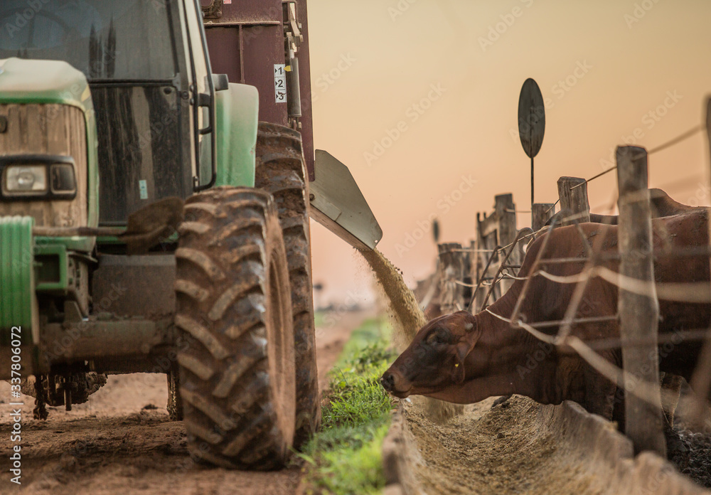 sunset, sunrise, farm, field, fazenda, amanhecer, por do sol, , tractor ...