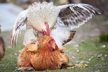 Rooster And Hen Mating Free Stock Photo - Public Domain Pictures